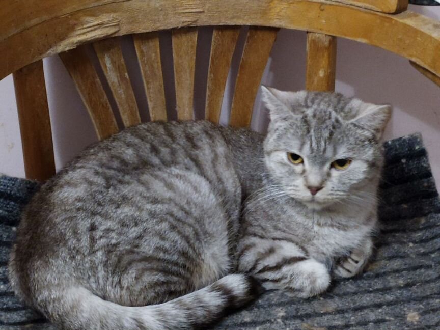 Британский кот в добрые руки