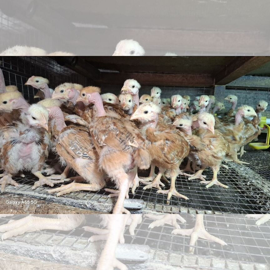 Цыплята голошейка Венгрия