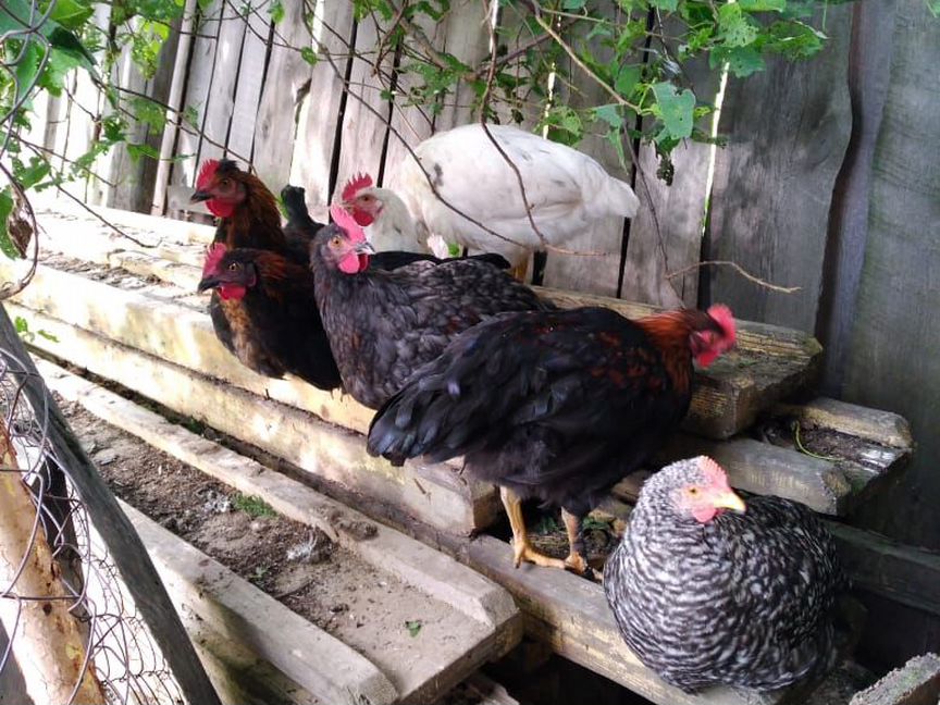 Продам петушков и курочек- молодок