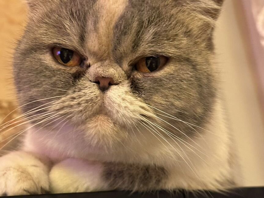 Экзотическая