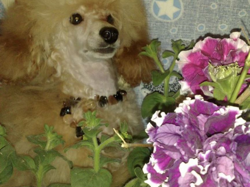 Тикап пудель