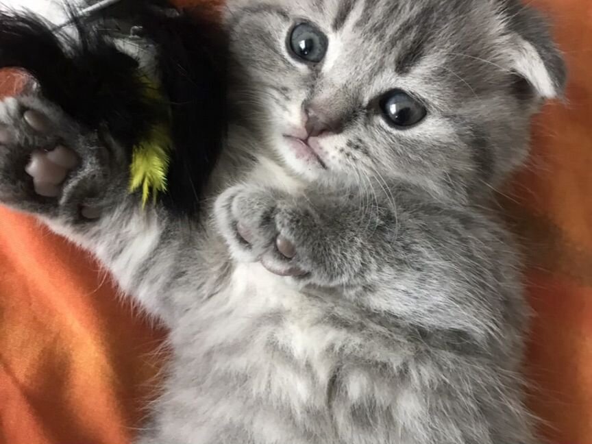 Шотландские вислоухие котята
