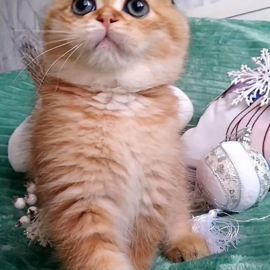 Шотландские котята