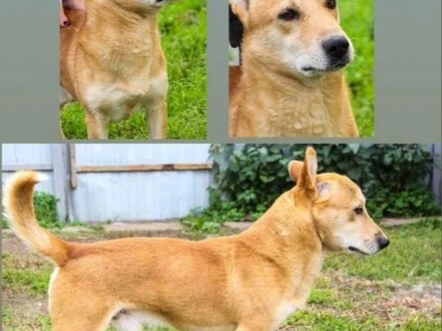 Брюс ищет дом