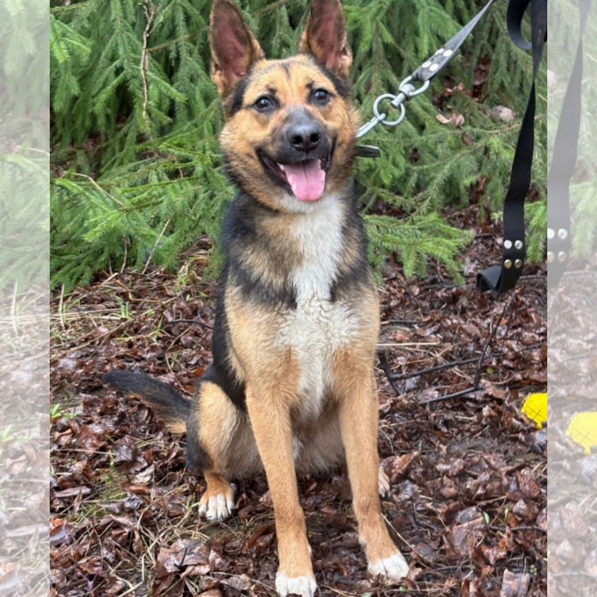 Щенок в добрые руки