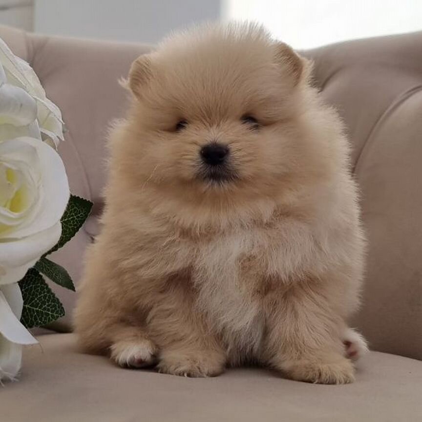 Померанский шпиц девочка супер медведь