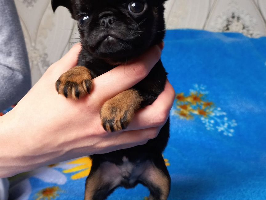 Обаятельный мальчишка 2 мес