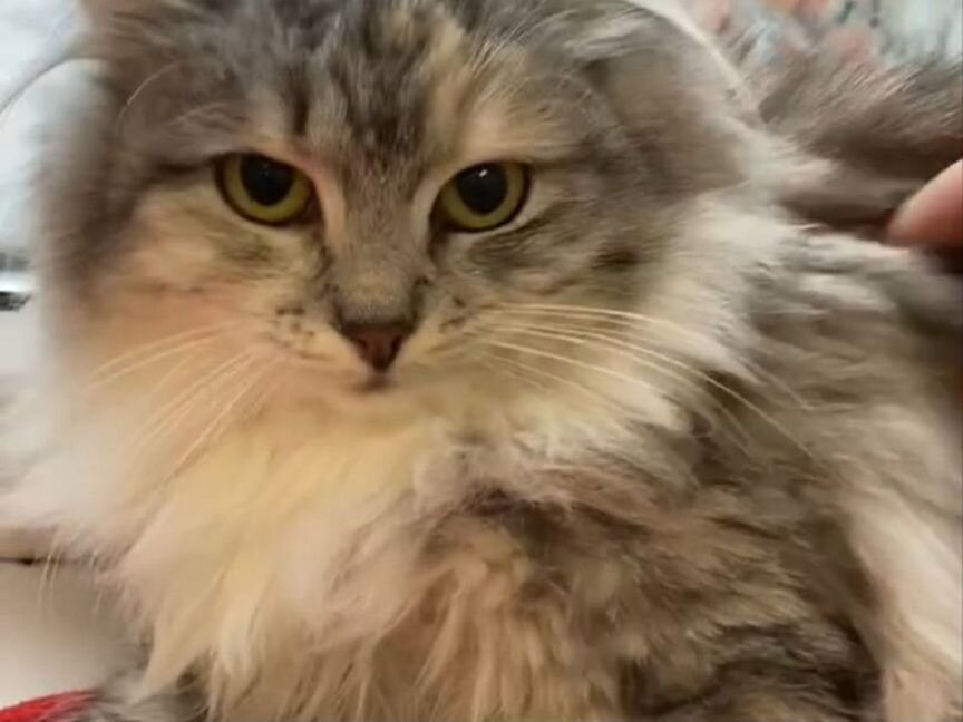 Не надеется