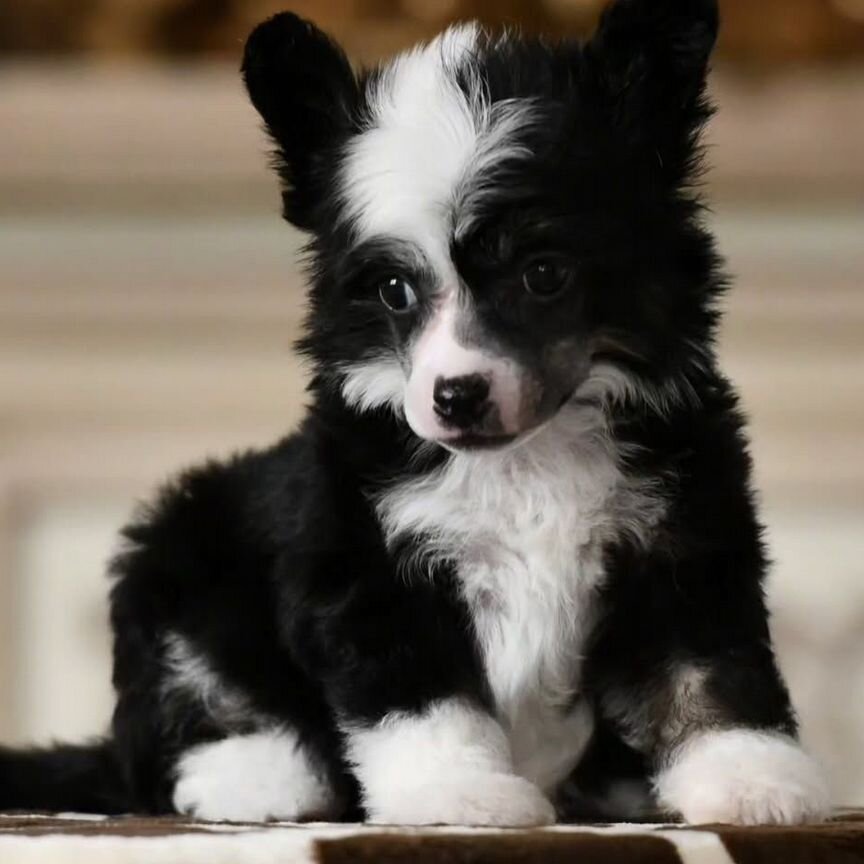 Китайская хохлатая, щенок