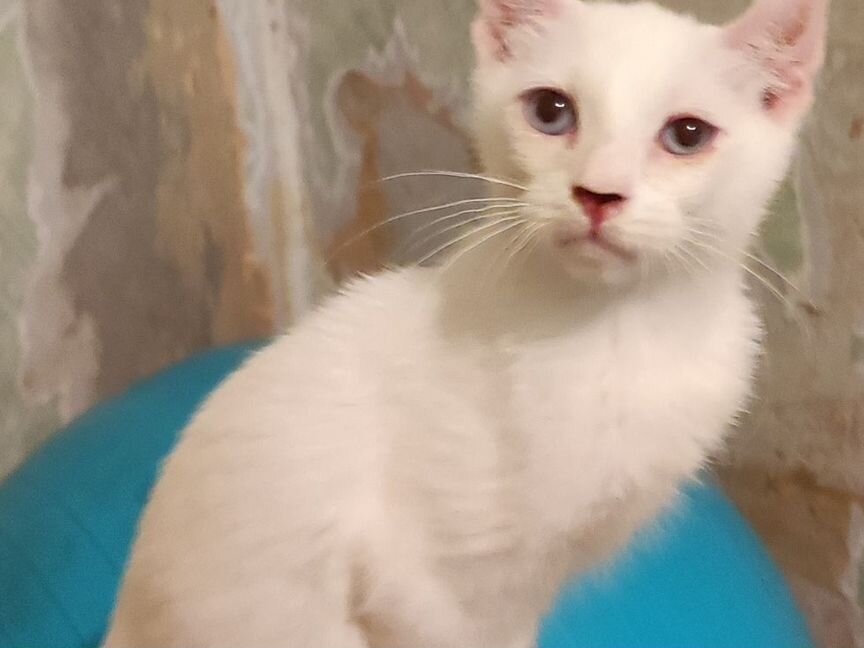 Американский кёрл котенок