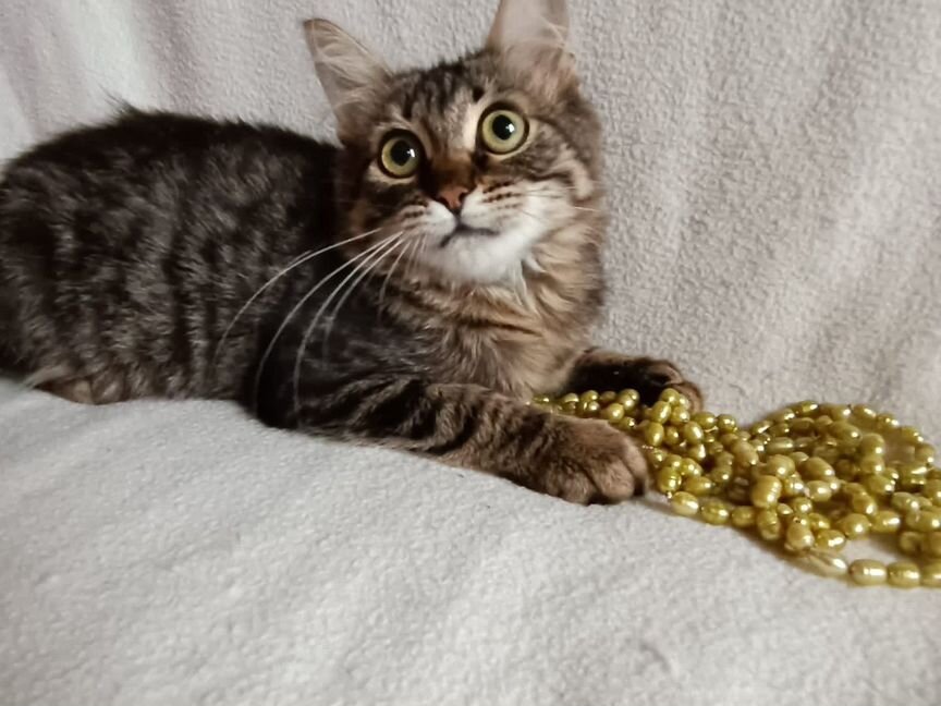 Маленькая Киса ищет Дом