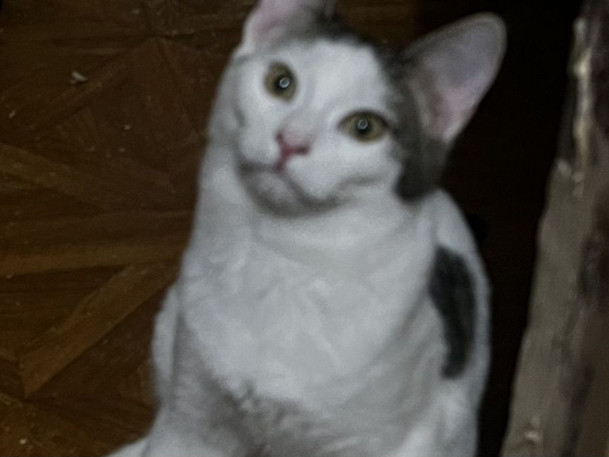 Котик молодой