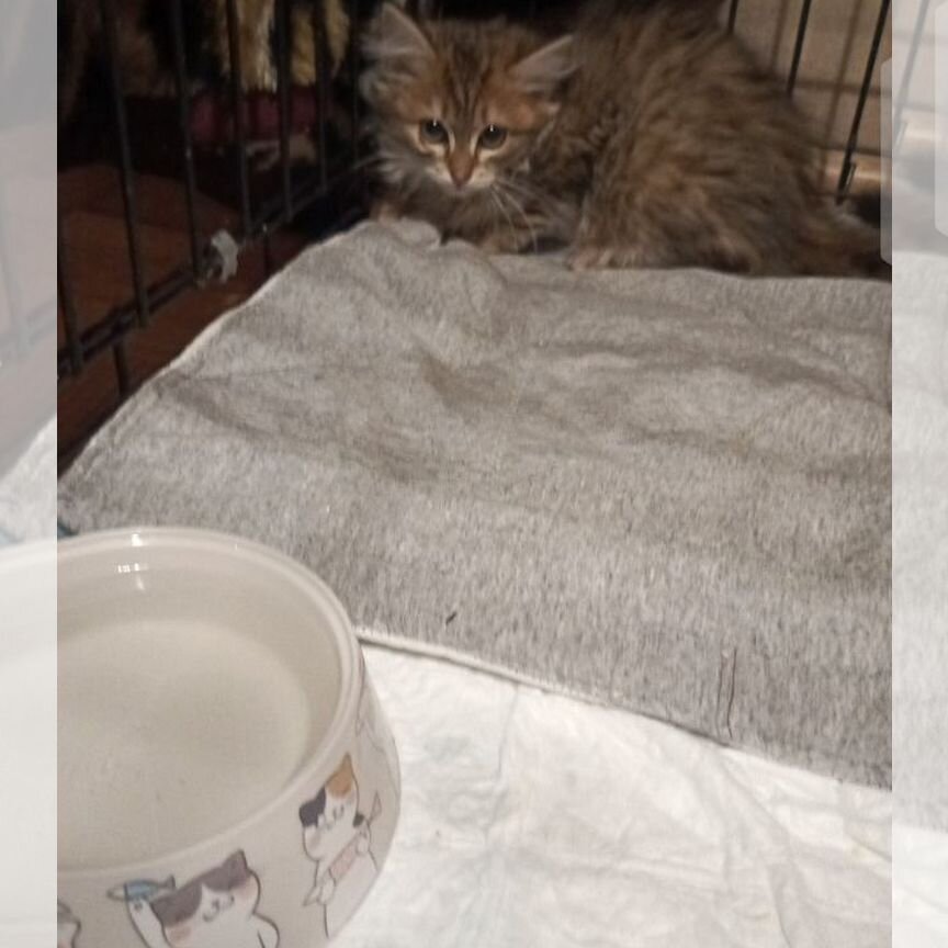 Сибирский котёнок