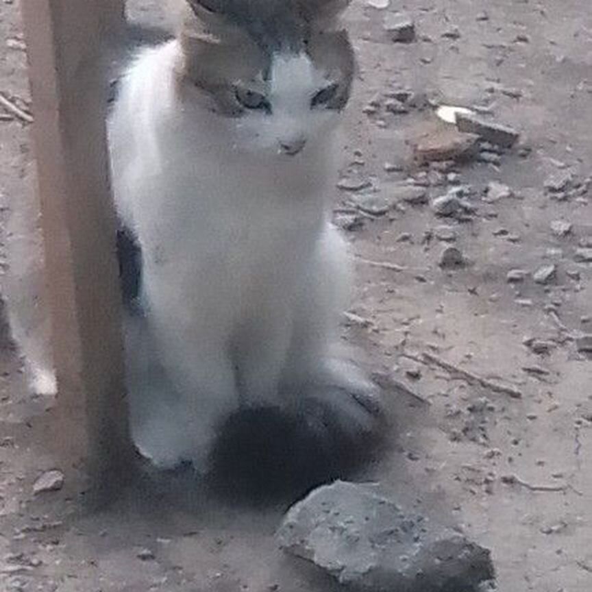 Кошечка Принцесска