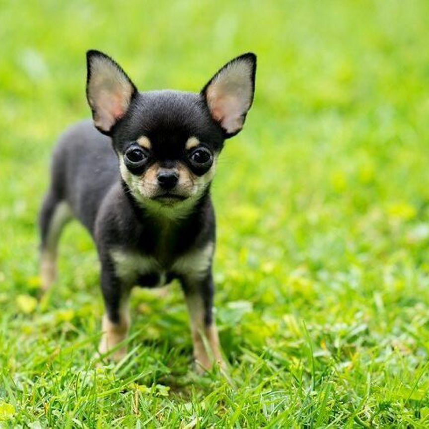 Чихуахуа мальчик