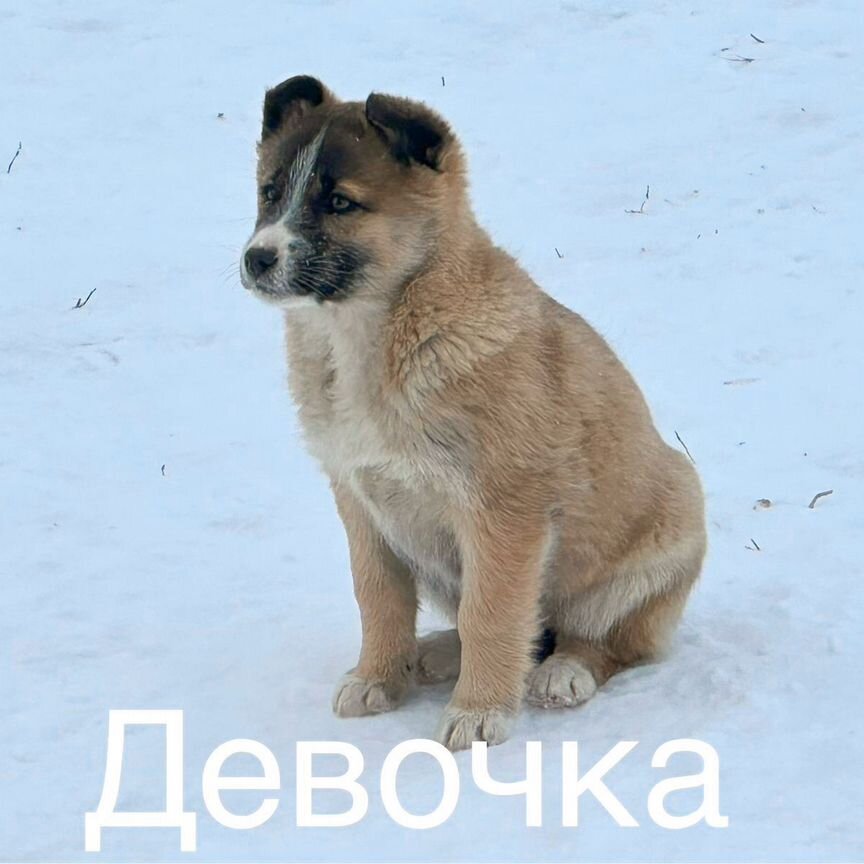 Малышам очень нужен дом
