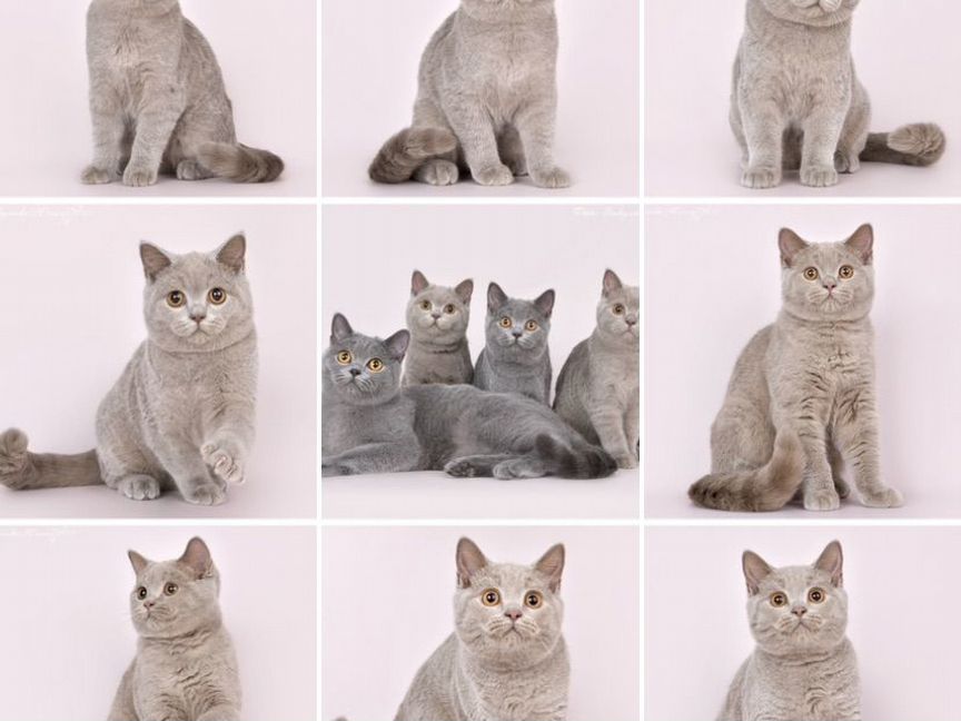 Британские котята