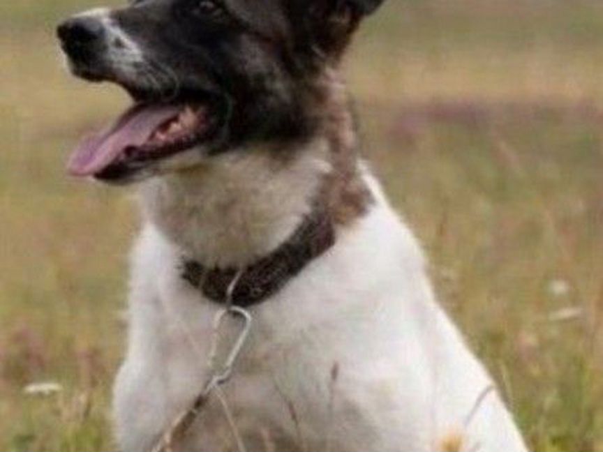 Добрейший Генри очень хочет найти себе маму и папу