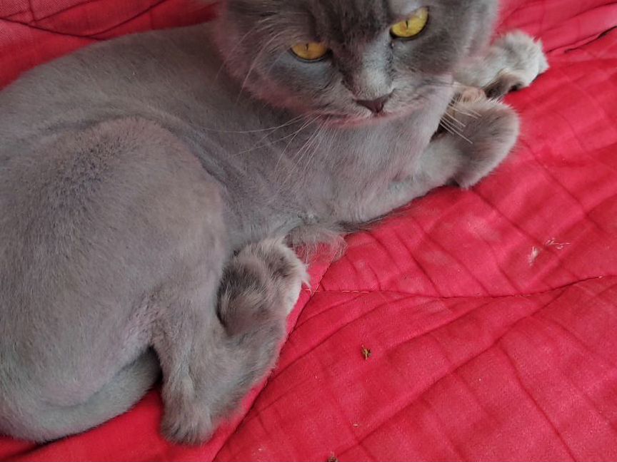 Шотландская вислоухая кошка бесплатно