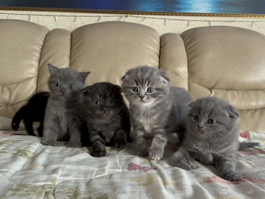 Шотландские котята