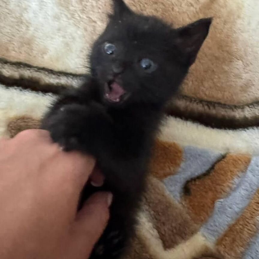 Черный котенок