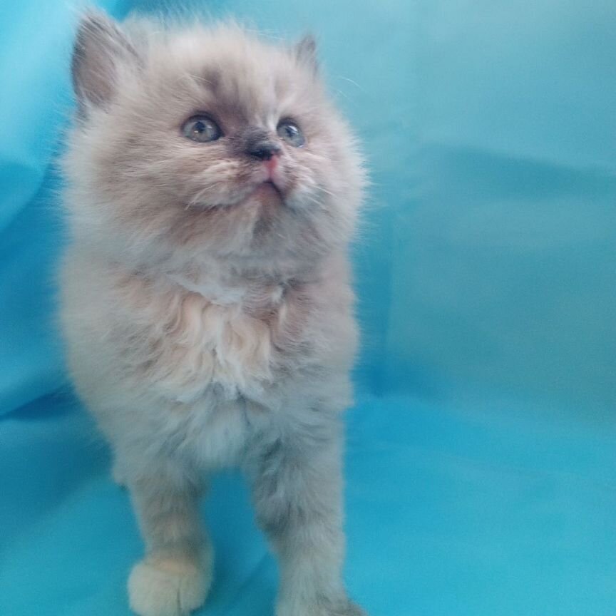 Невская маскарадная кошечка