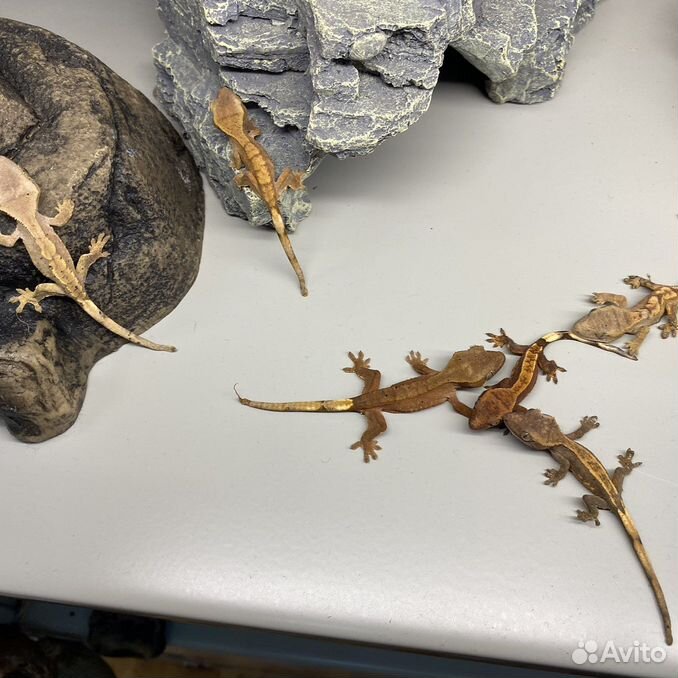 Реснитчатый бананоед малыш