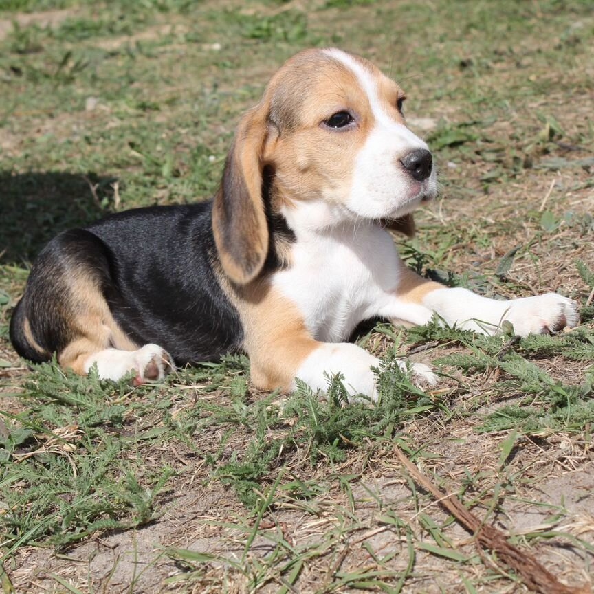 Мальчик Бигль