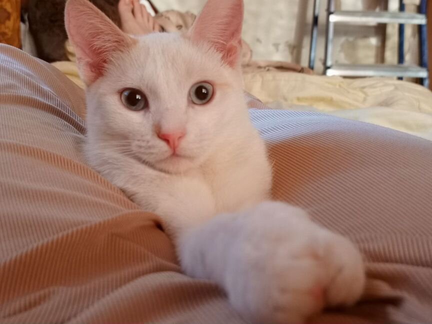 Котенок белый