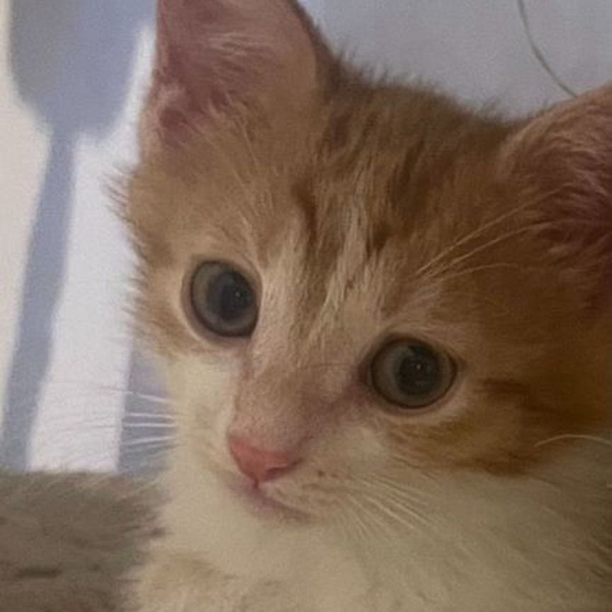 Котенок рыжий мальчик