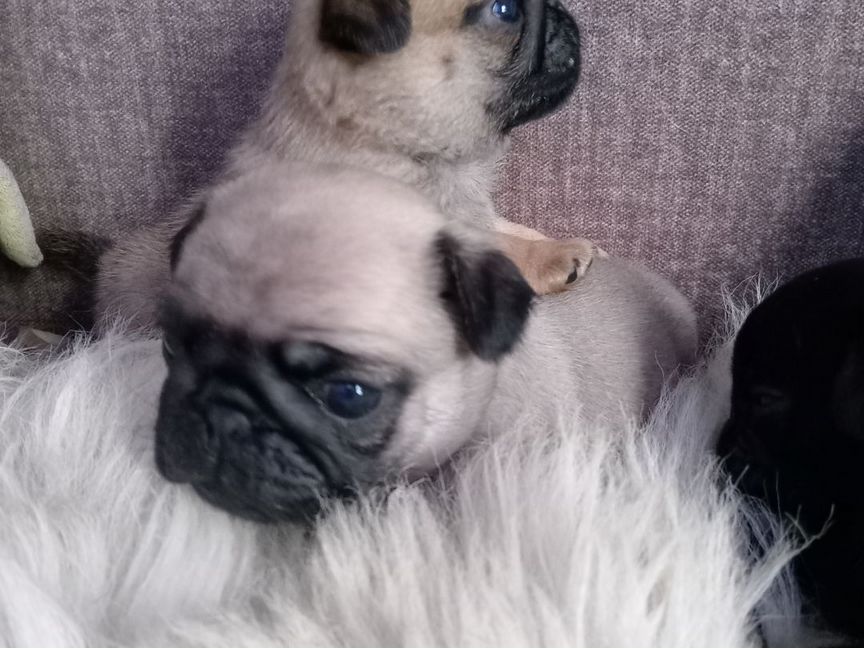 Мопсята
