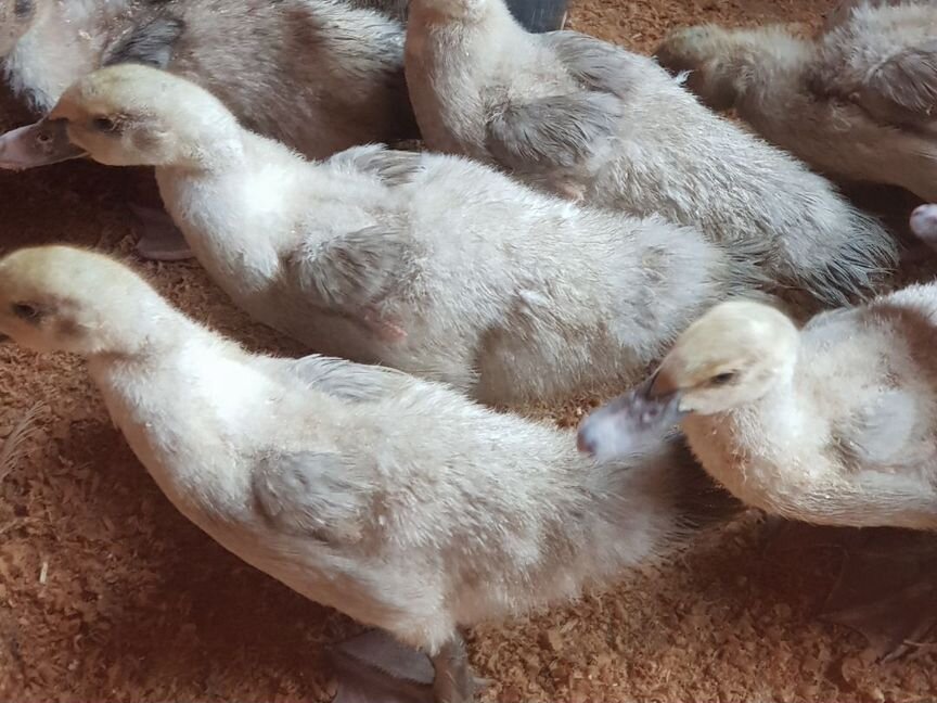 Индоутята лаванда утята индоутки утки