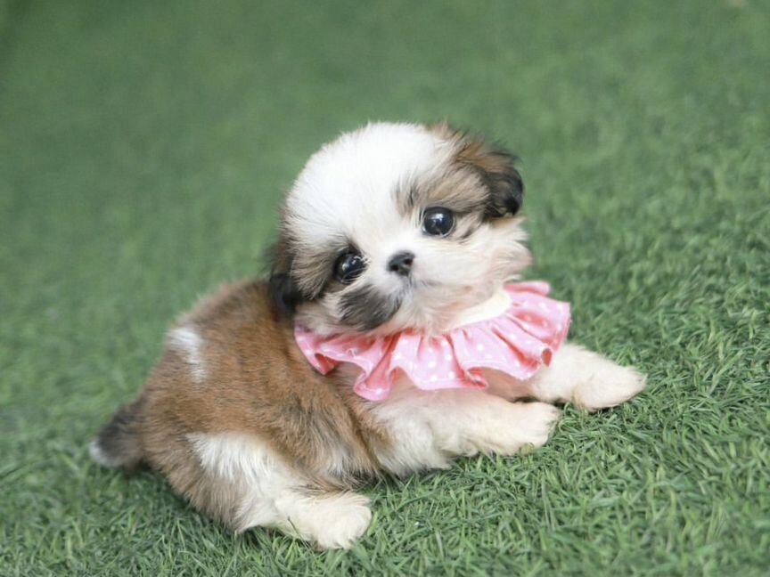 Ши-тцу девочка из Кореи