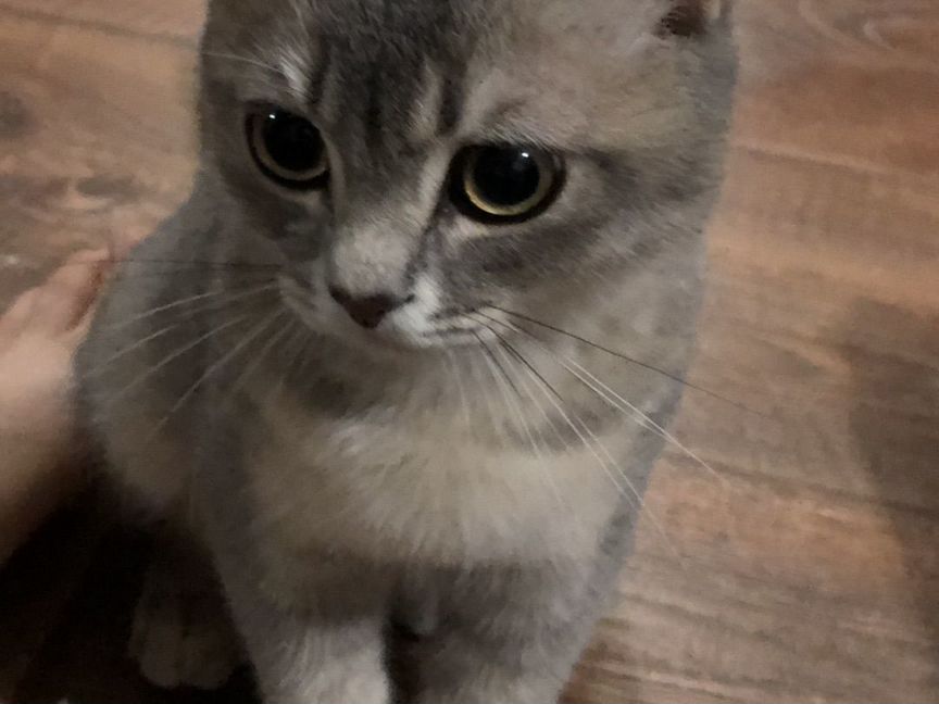 Котенок Британец в добрые руки