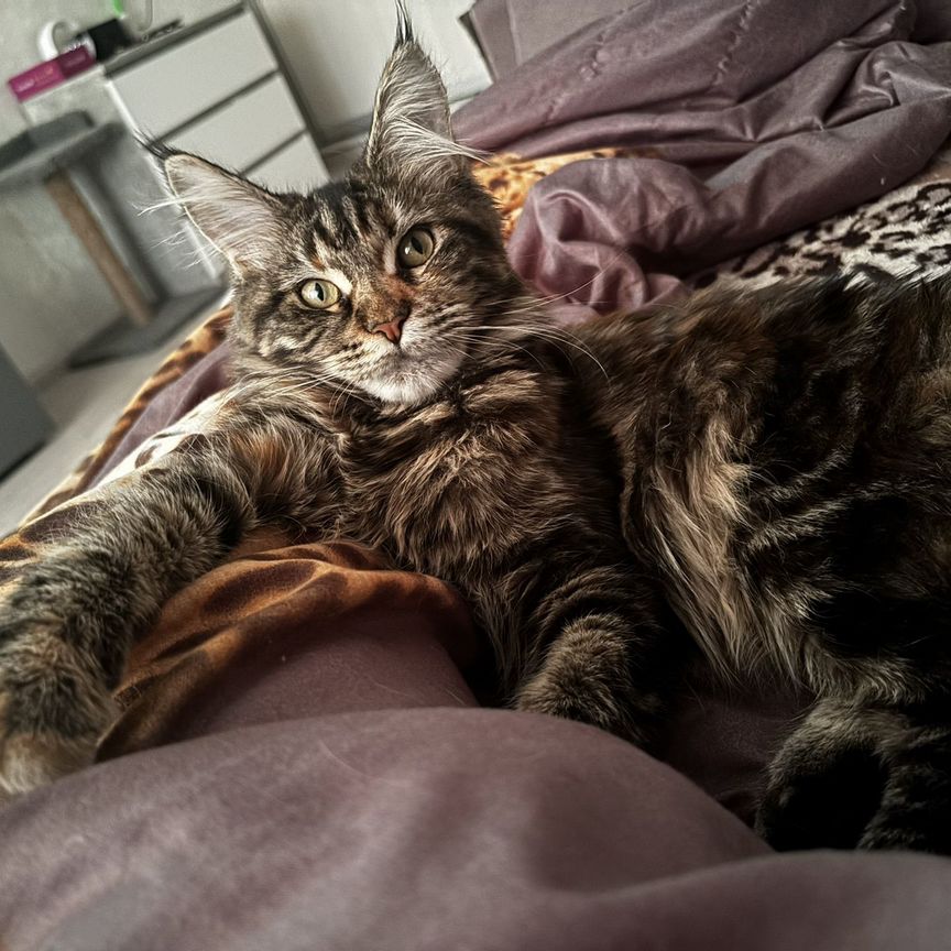 Котята мейн-кун