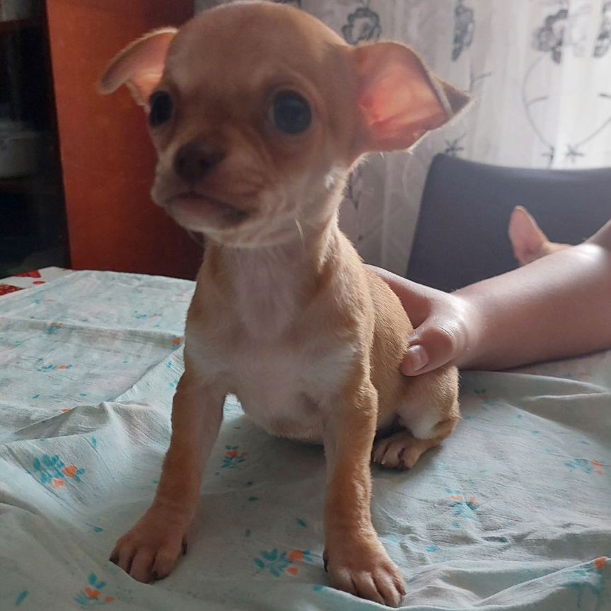 Чихуахуа, щенок