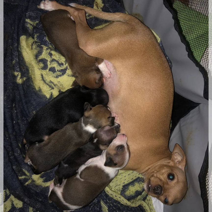 Русский той-терьер, щенок