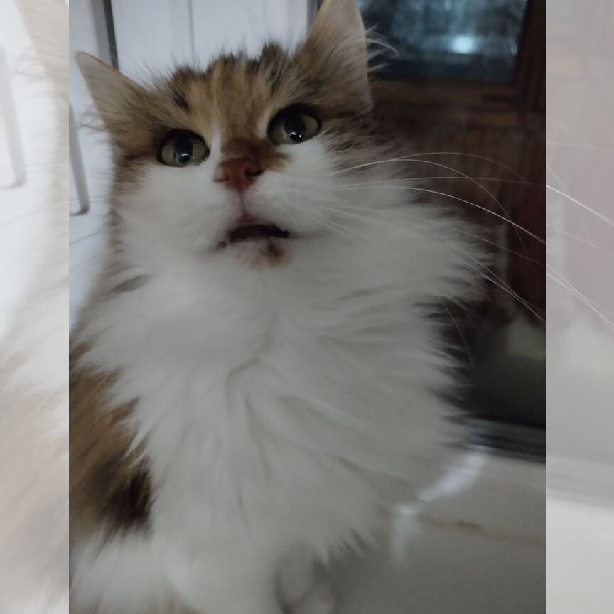 Отдам в добрые руки