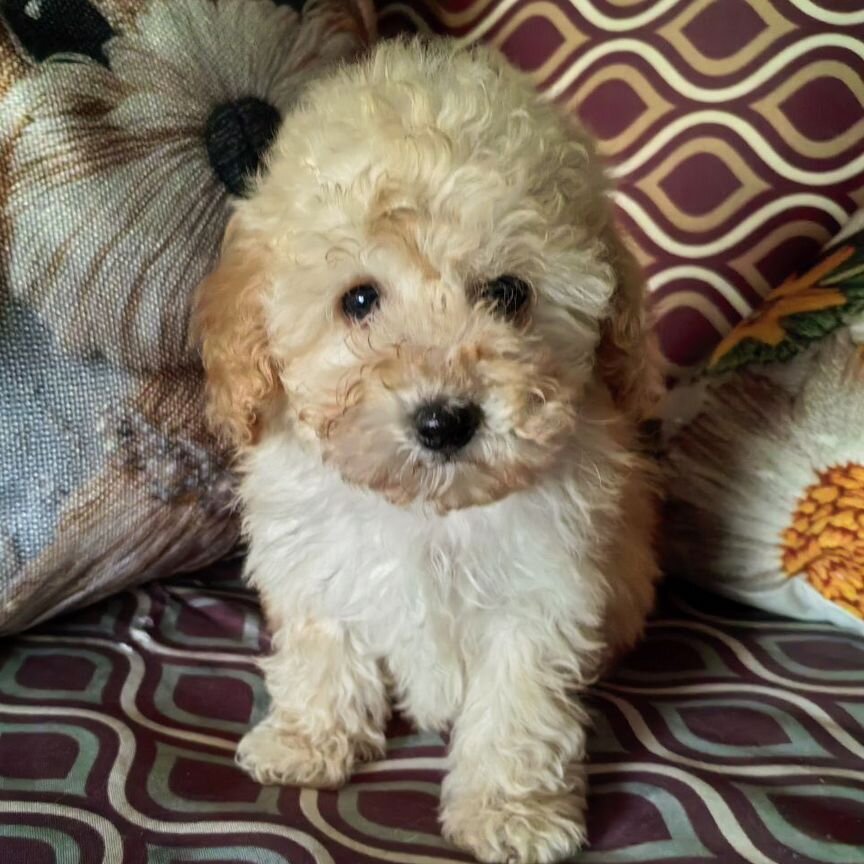 Той-пудель, щенок