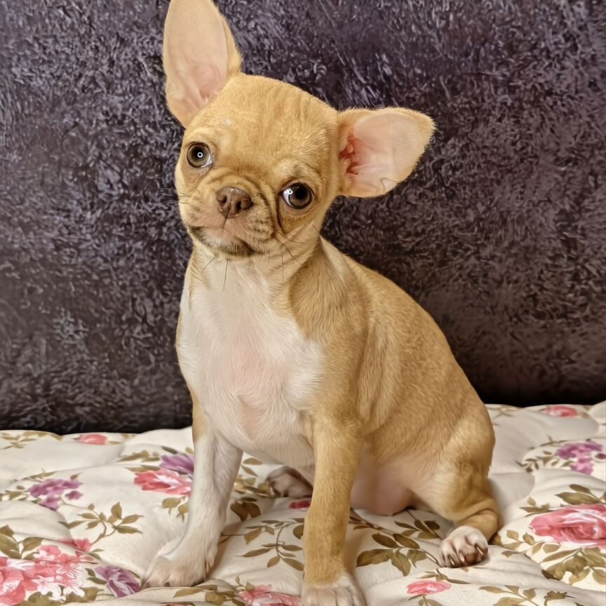 Чихуахуа, щенок