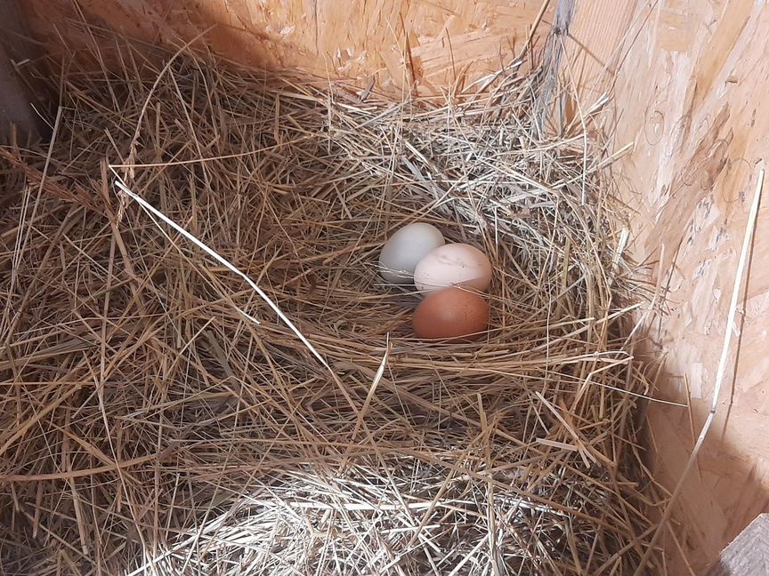 Цыплята бройлеры, несушки, породные