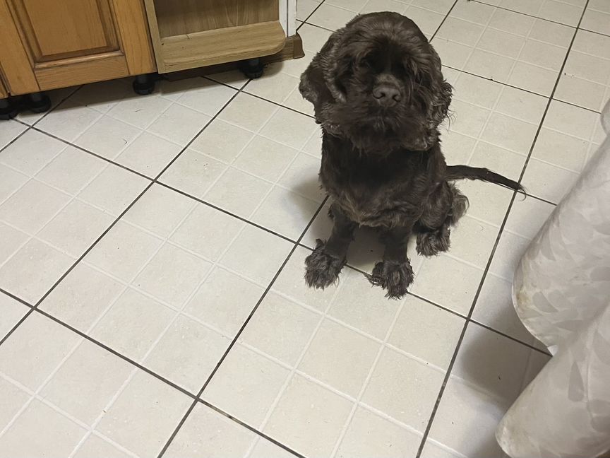 Американский кокер спаниель мальчик