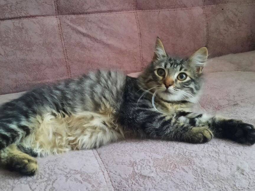 Котенок в добрые руки