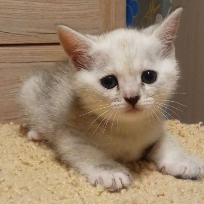 Шотландский вислоухий короткошёрстный котёнок