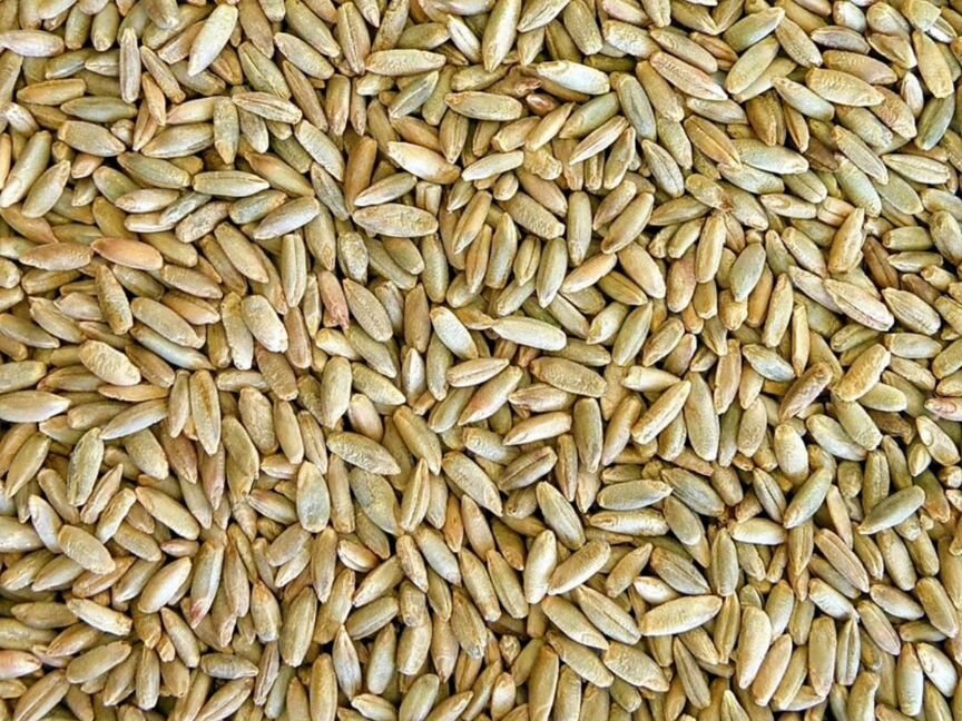 Зерно пшеница, рожь