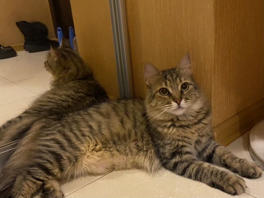 Кошка с тяжелой судьбой. Стерелизованная