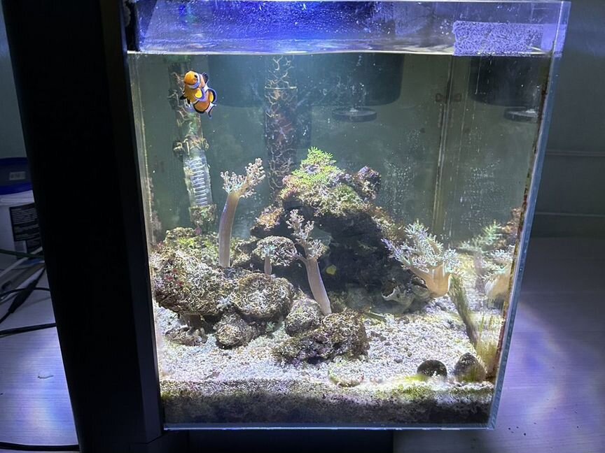 Морской аквариум с рыбкой клоун