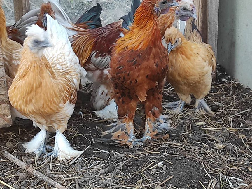 Карликовые куры