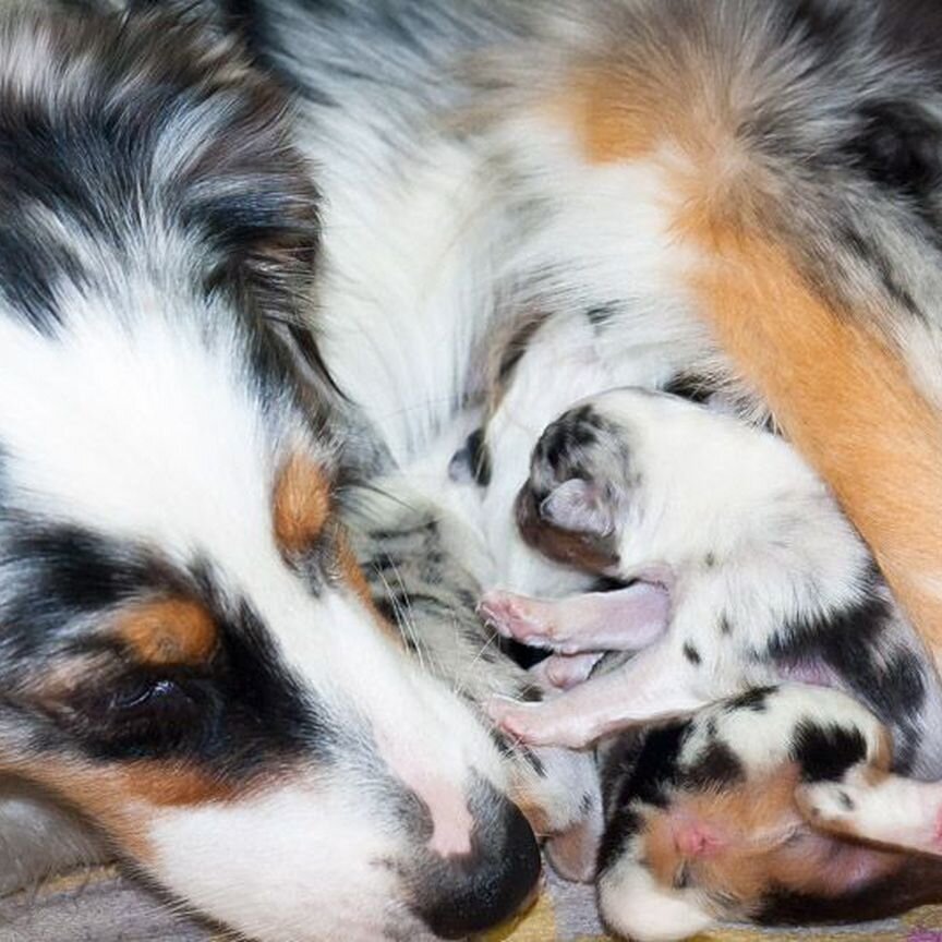 Щенки аусси