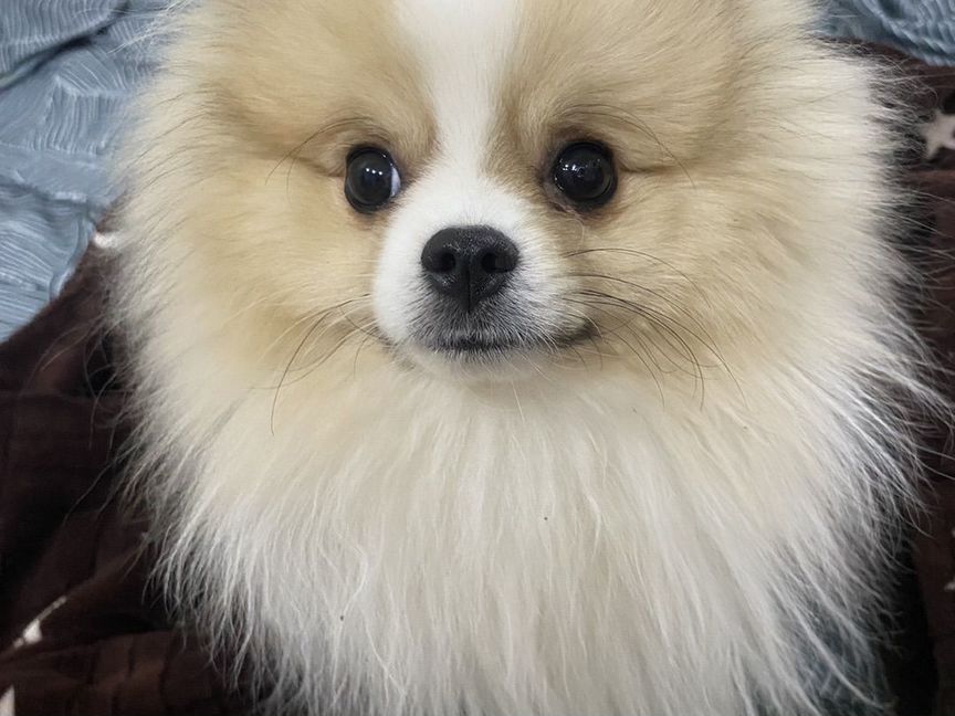 Померанский шпиц